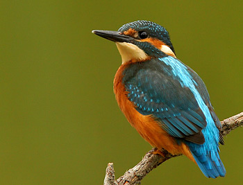 fugle_14_04 - Munklinde.net